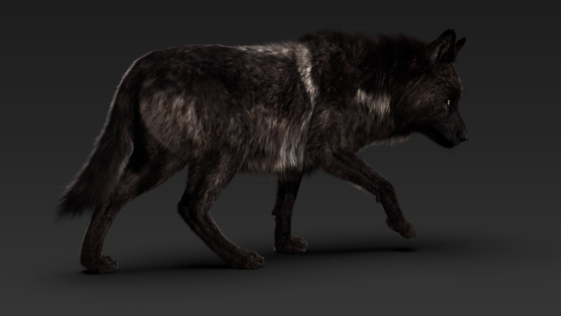 Black Timber Wolf Fur Model - TurboSquid 1598551