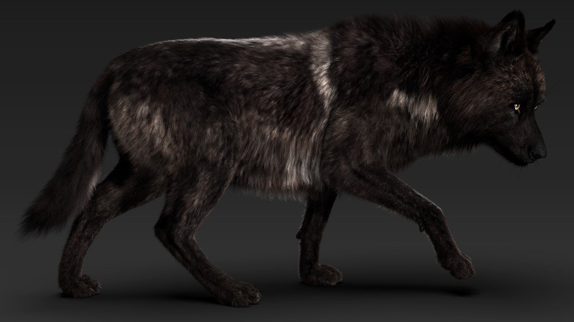 Black Timber Wolf Fur Model - TurboSquid 1598551