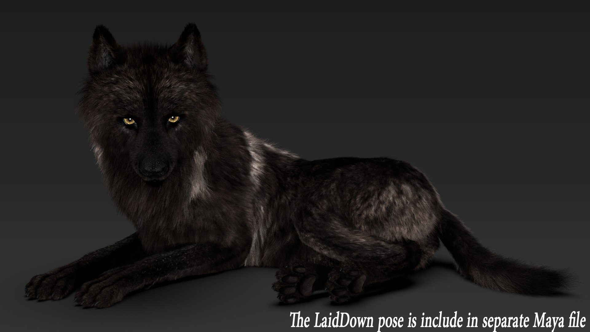 Black Timber Wolf Fur Model - TurboSquid 1598551