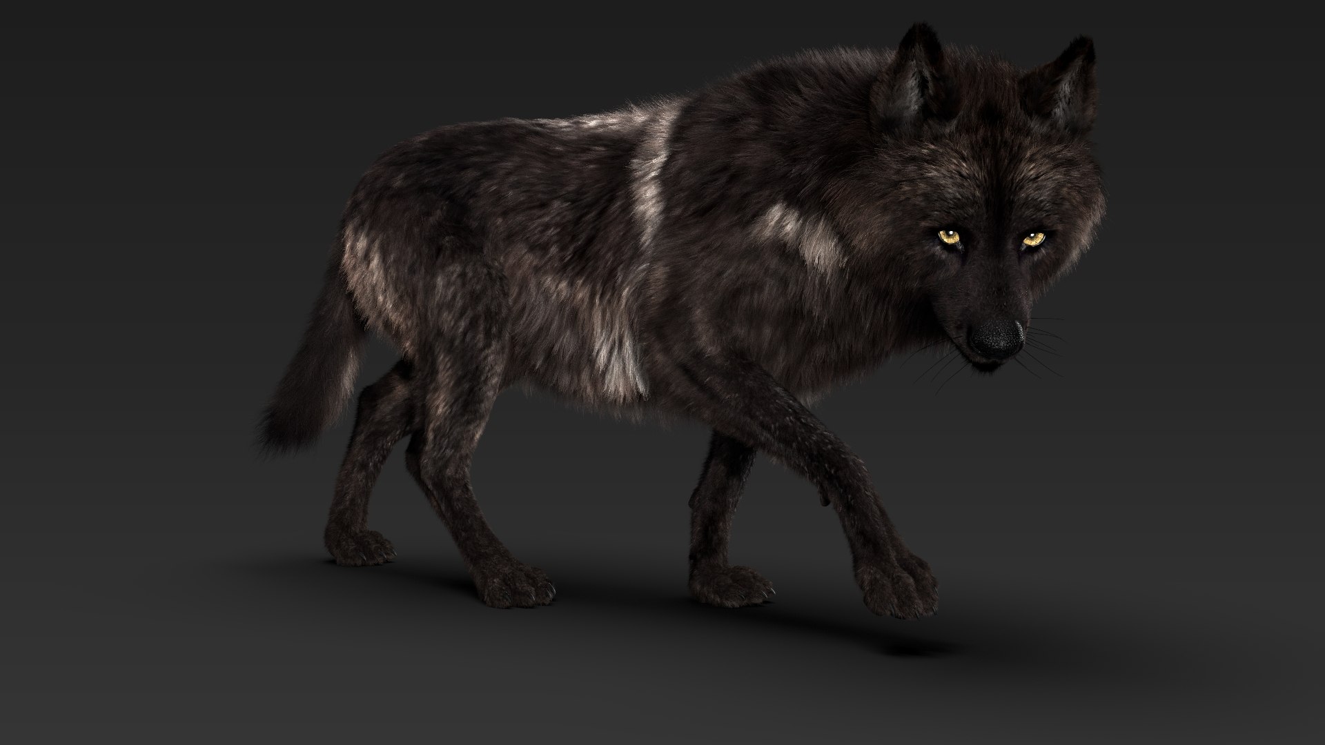 Black Timber Wolf Fur Model - TurboSquid 1598551