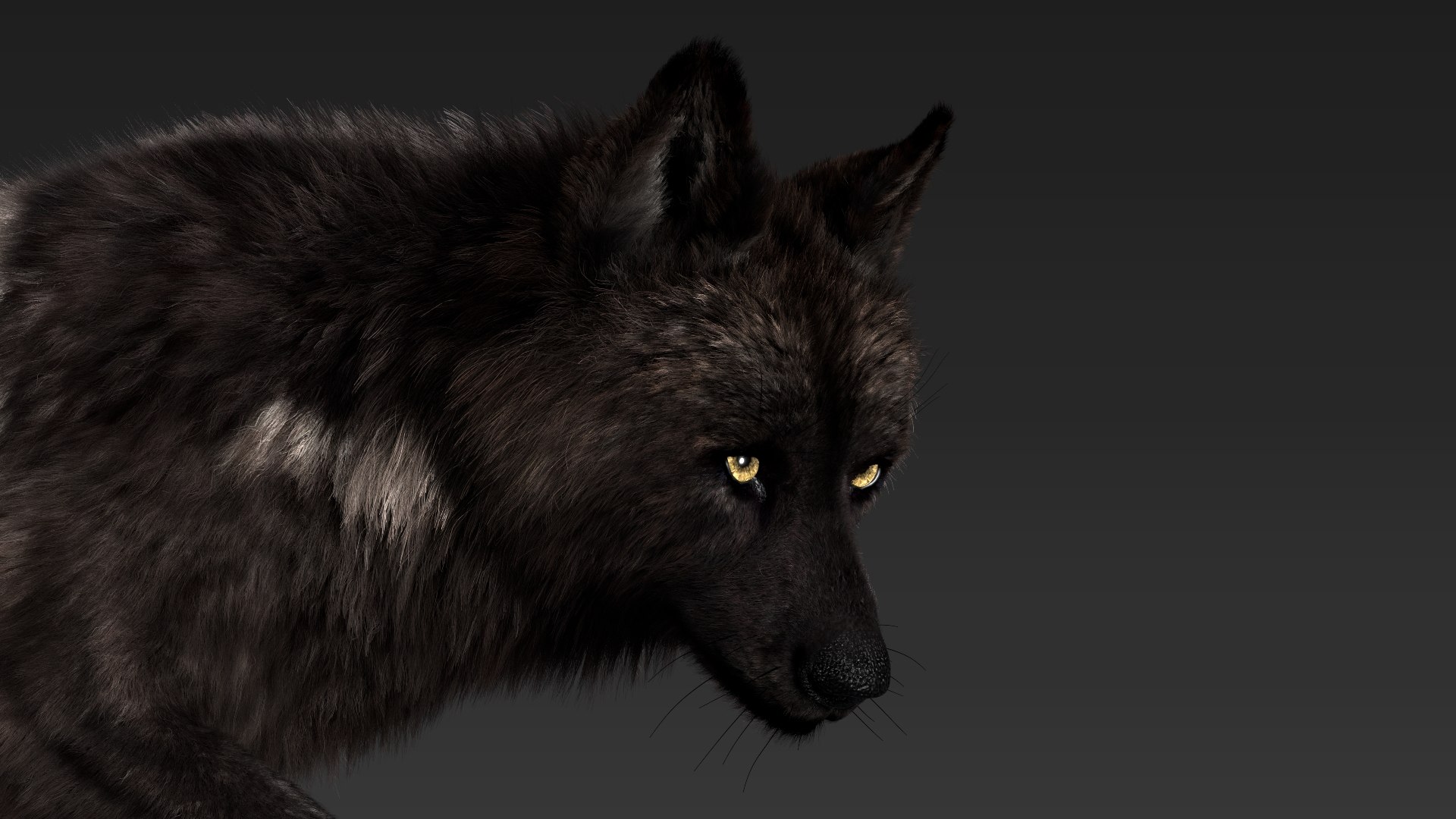 Black Timber Wolf Fur Model - TurboSquid 1598551