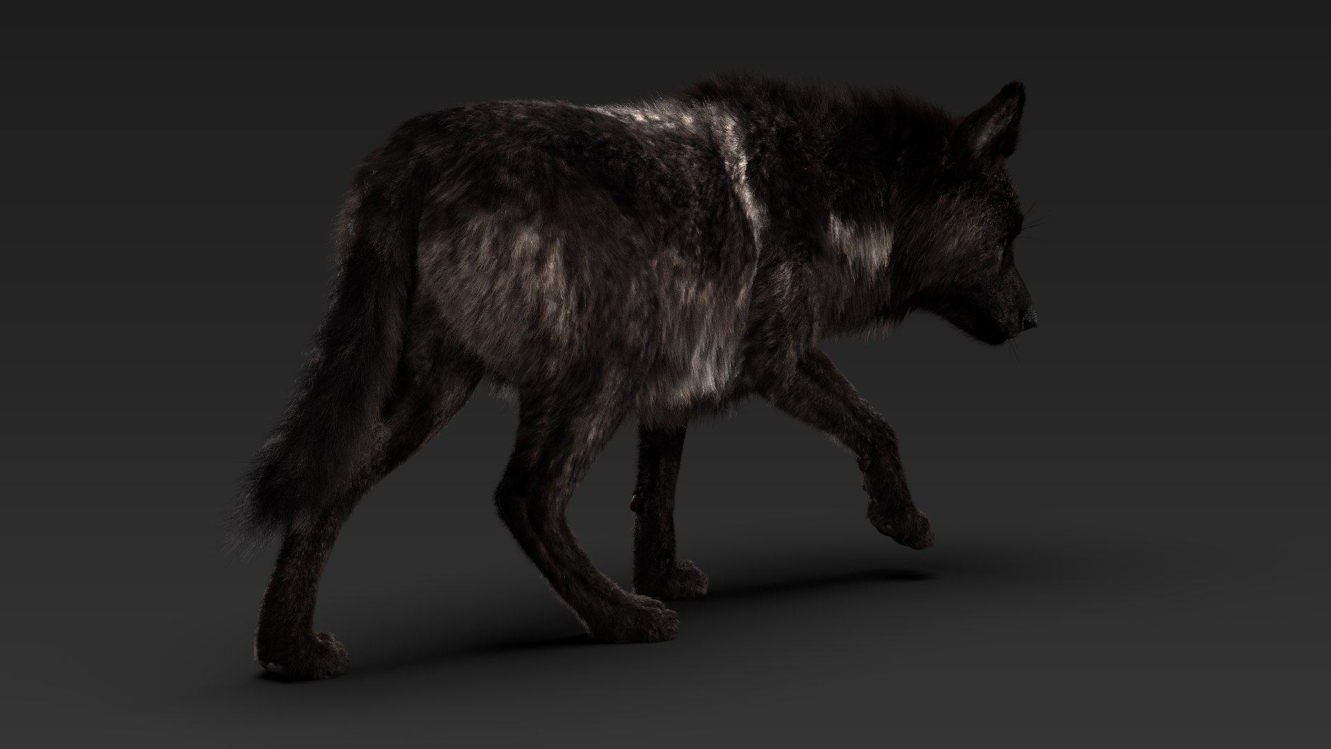 Black Timber Wolf Fur Model - TurboSquid 1598551