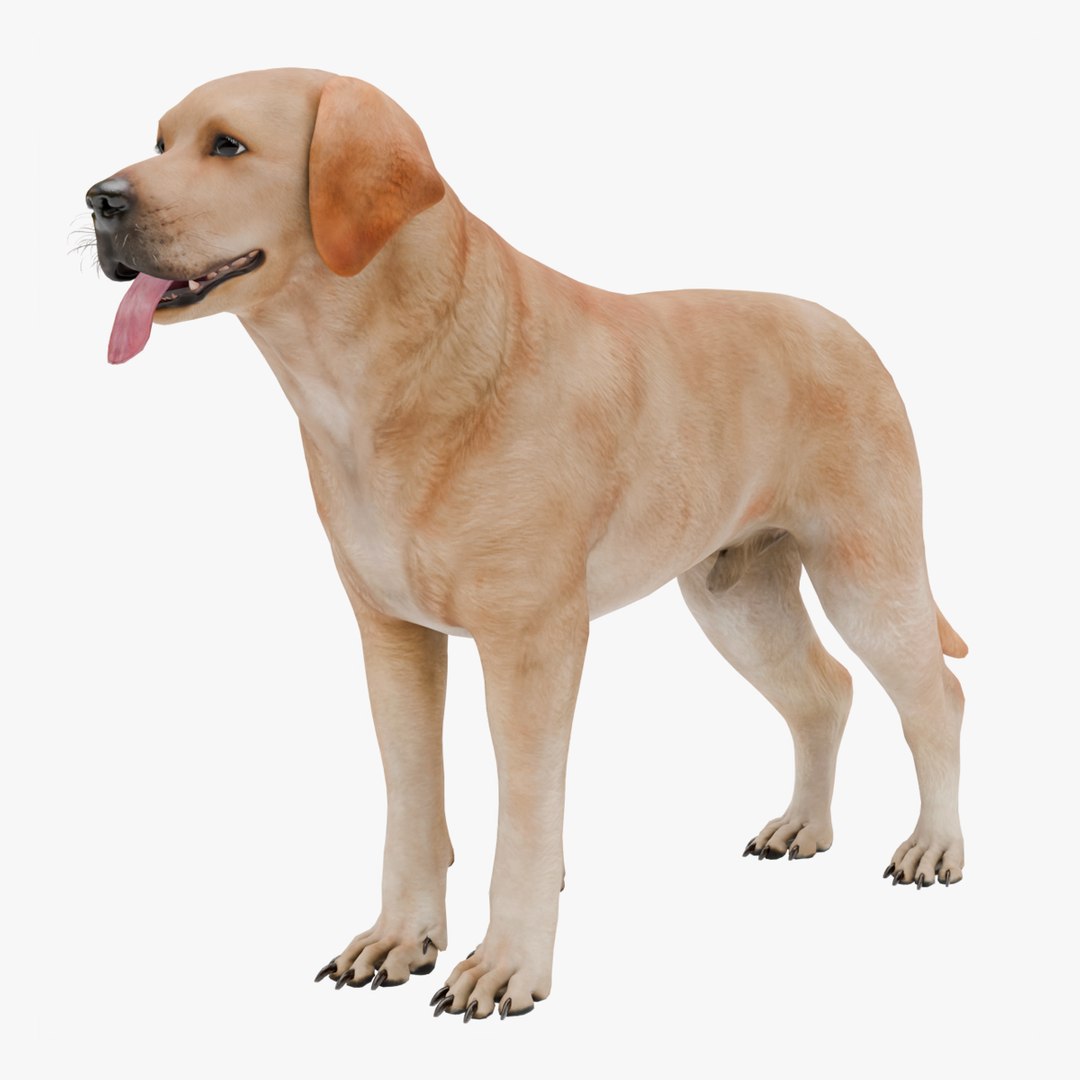 Labrador Retriever 3D Model - TurboSquid 2443401