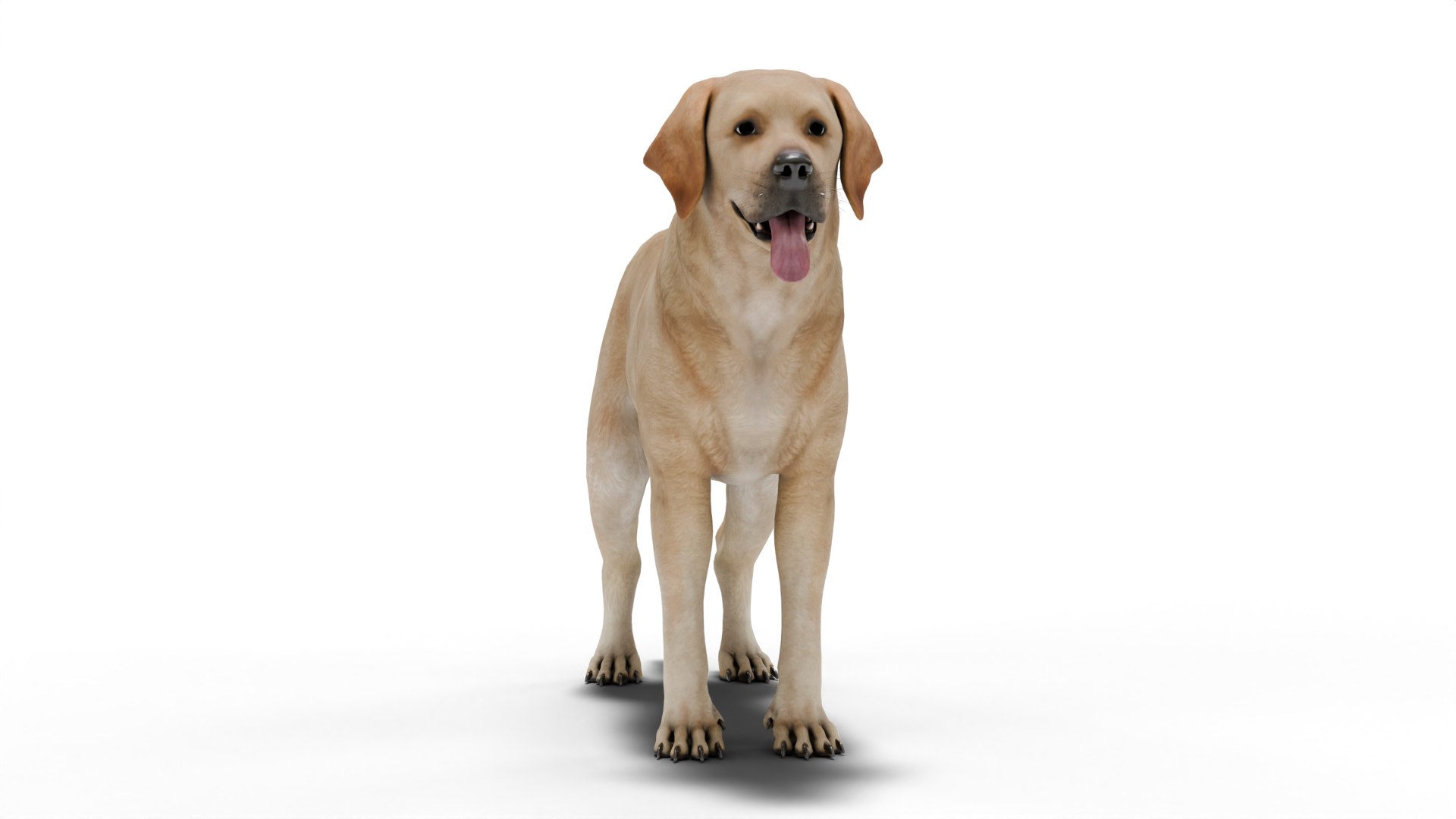 Labrador Retriever 3D Model - TurboSquid 2443401