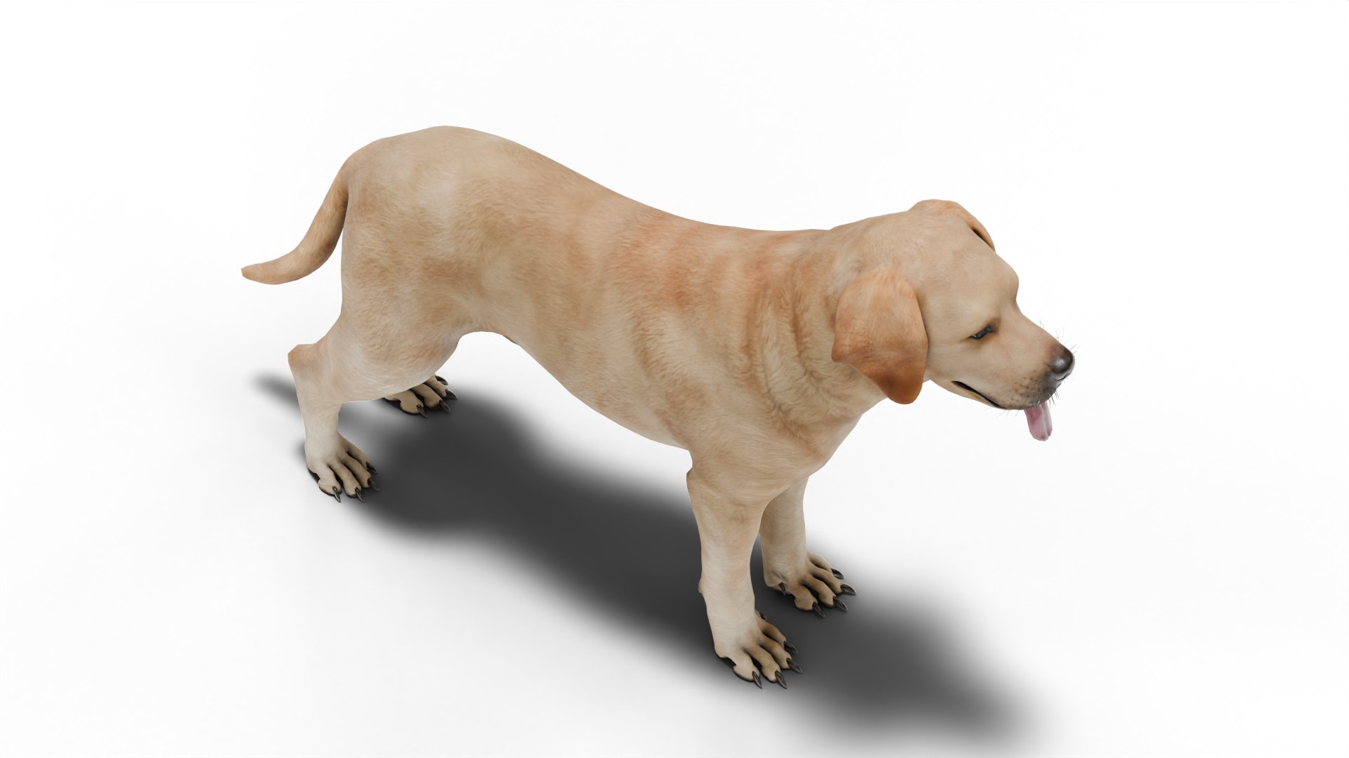 Labrador Retriever 3D Model - TurboSquid 2443401