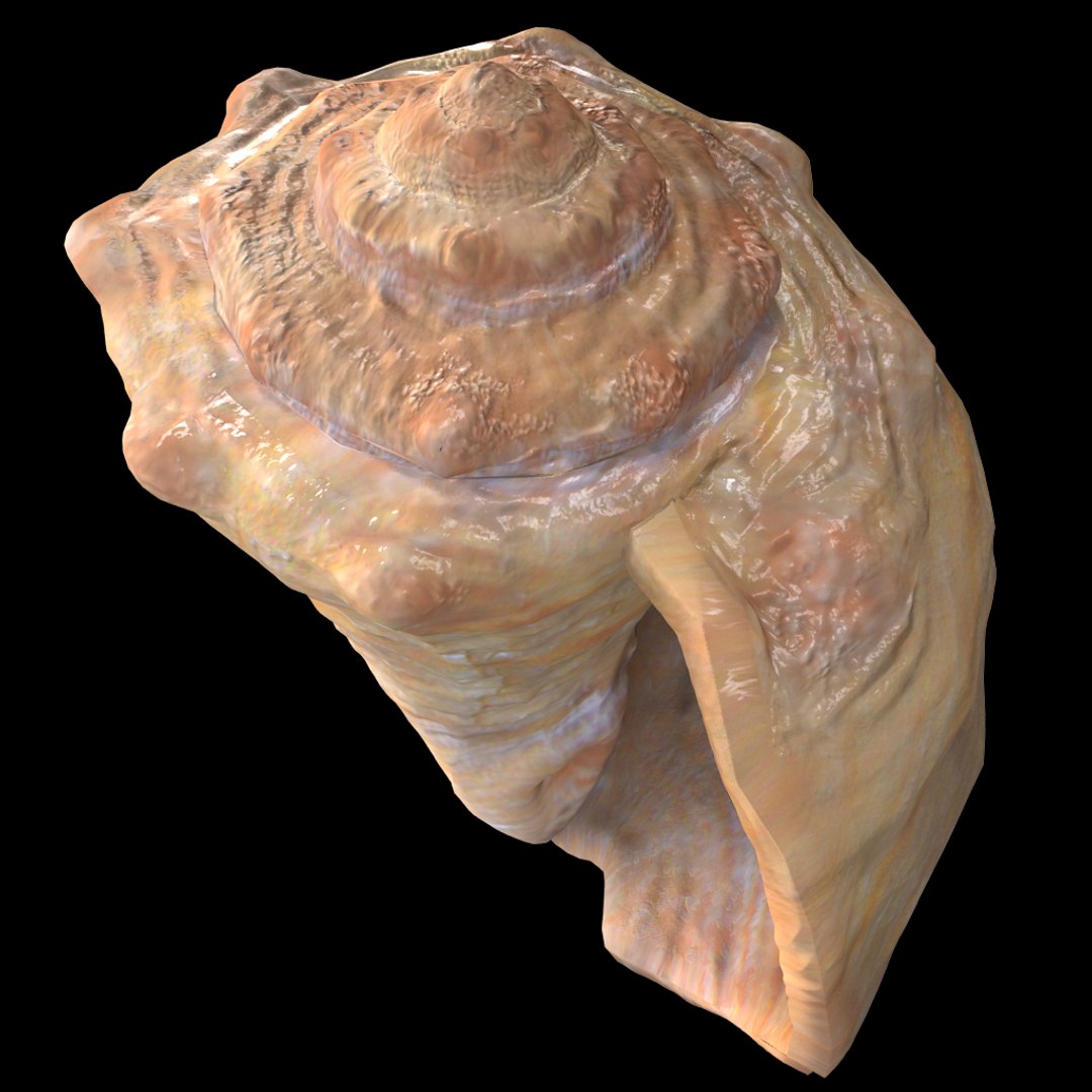 3D Shell Model | 1147184 | TurboSquid