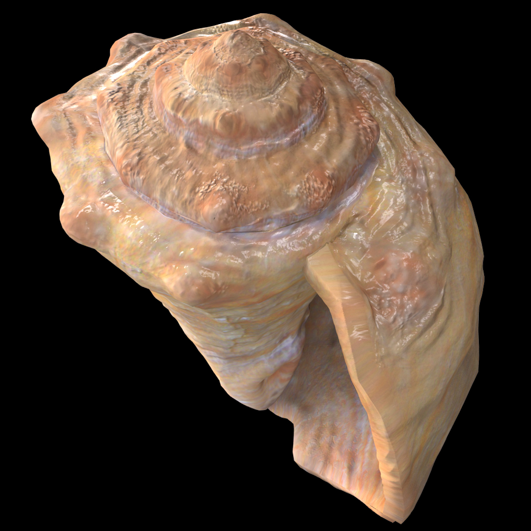 3D shell model | 1147184 | TurboSquid