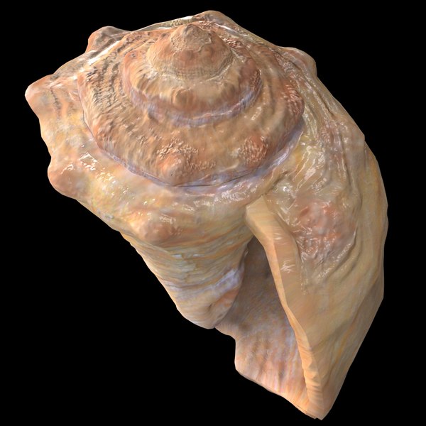 3D shell model | 1147184 | TurboSquid
