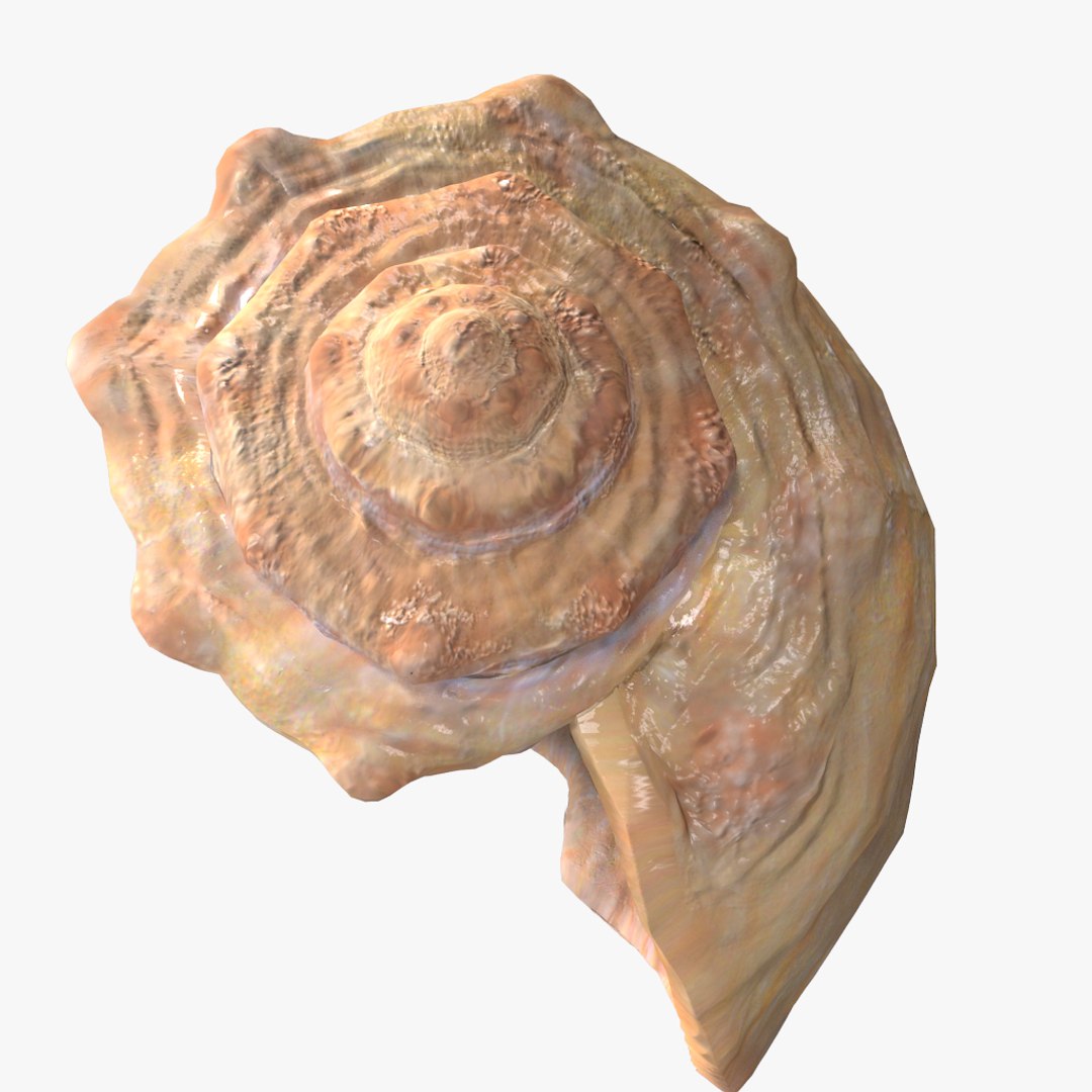 3D Shell Model | 1147184 | TurboSquid