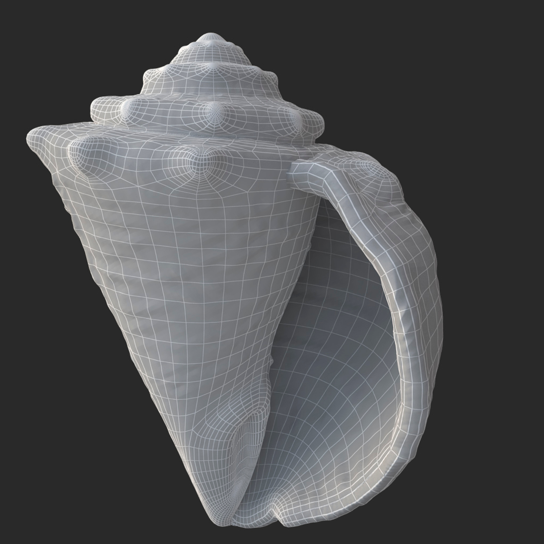 3D shell model | 1147184 | TurboSquid