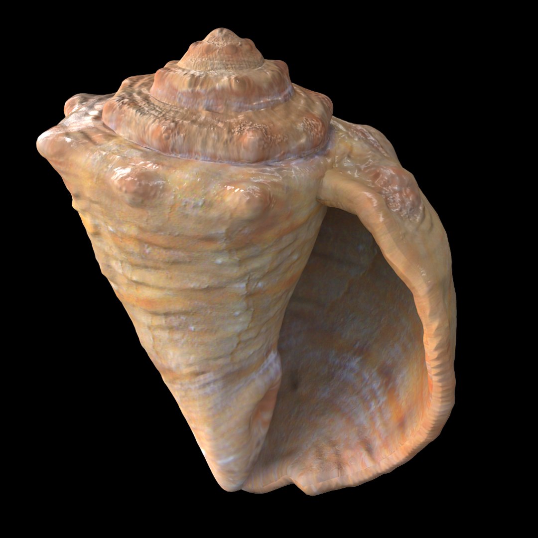 3D Shell Model | 1147184 | TurboSquid