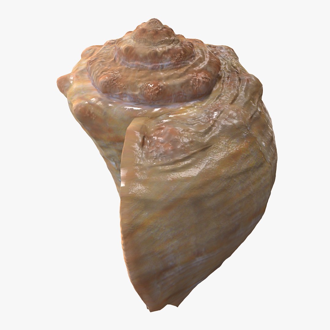 3D Shell Model | 1147184 | TurboSquid