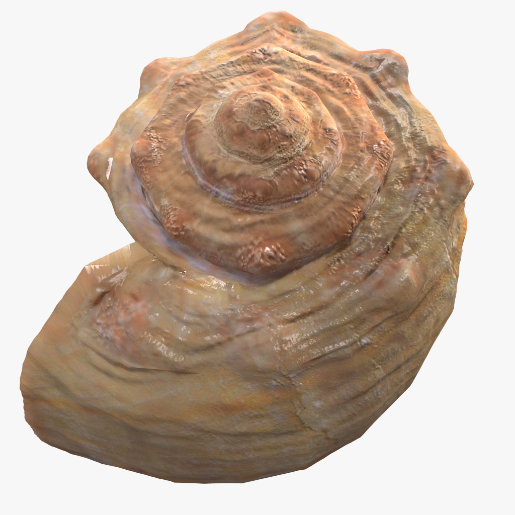 3D shell model | 1147184 | TurboSquid