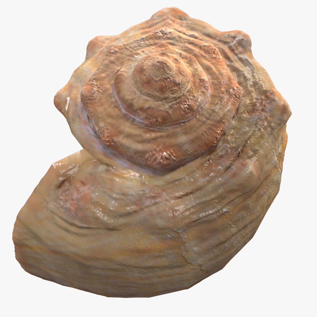 3D Shell Model | 1147184 | TurboSquid