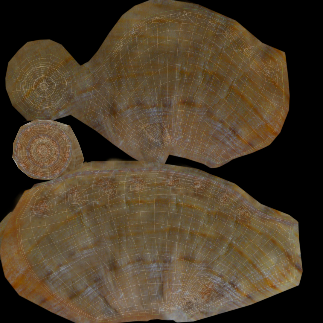 3D shell model | 1147184 | TurboSquid