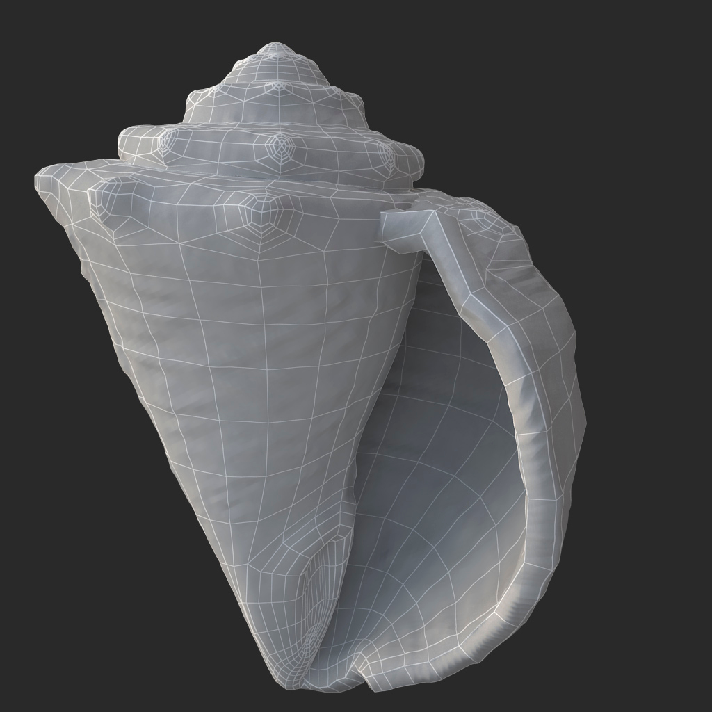 3D shell model | 1147184 | TurboSquid
