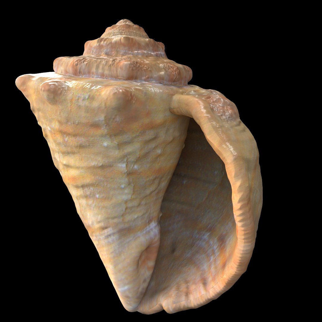 3D Shell Model | 1147184 | TurboSquid