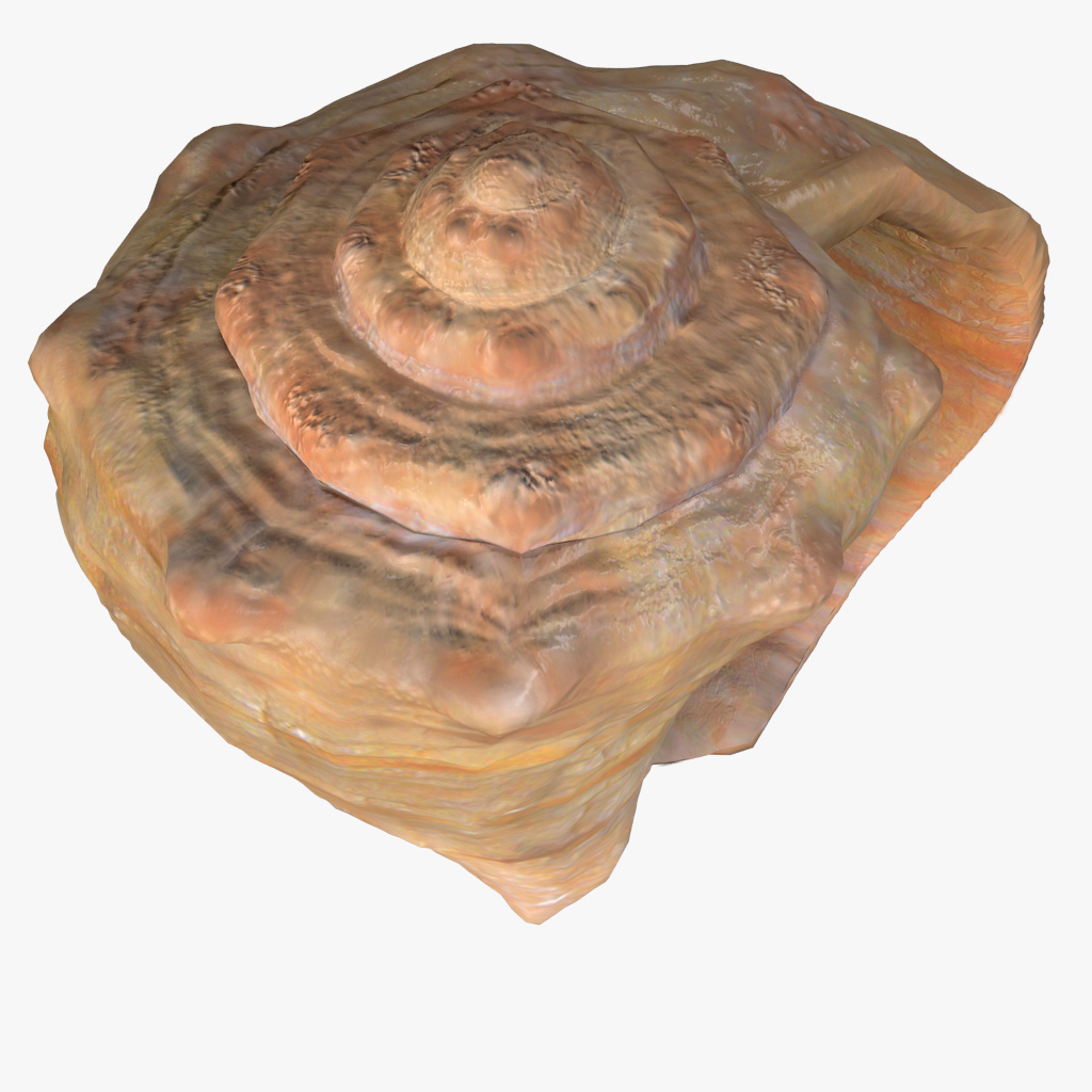 3D shell model | 1147184 | TurboSquid