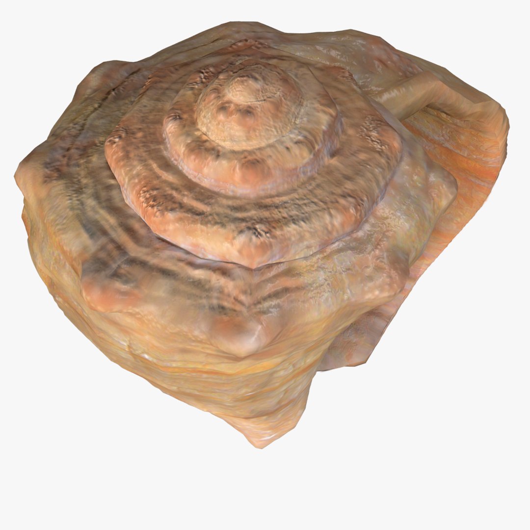 3D Shell Model | 1147184 | TurboSquid