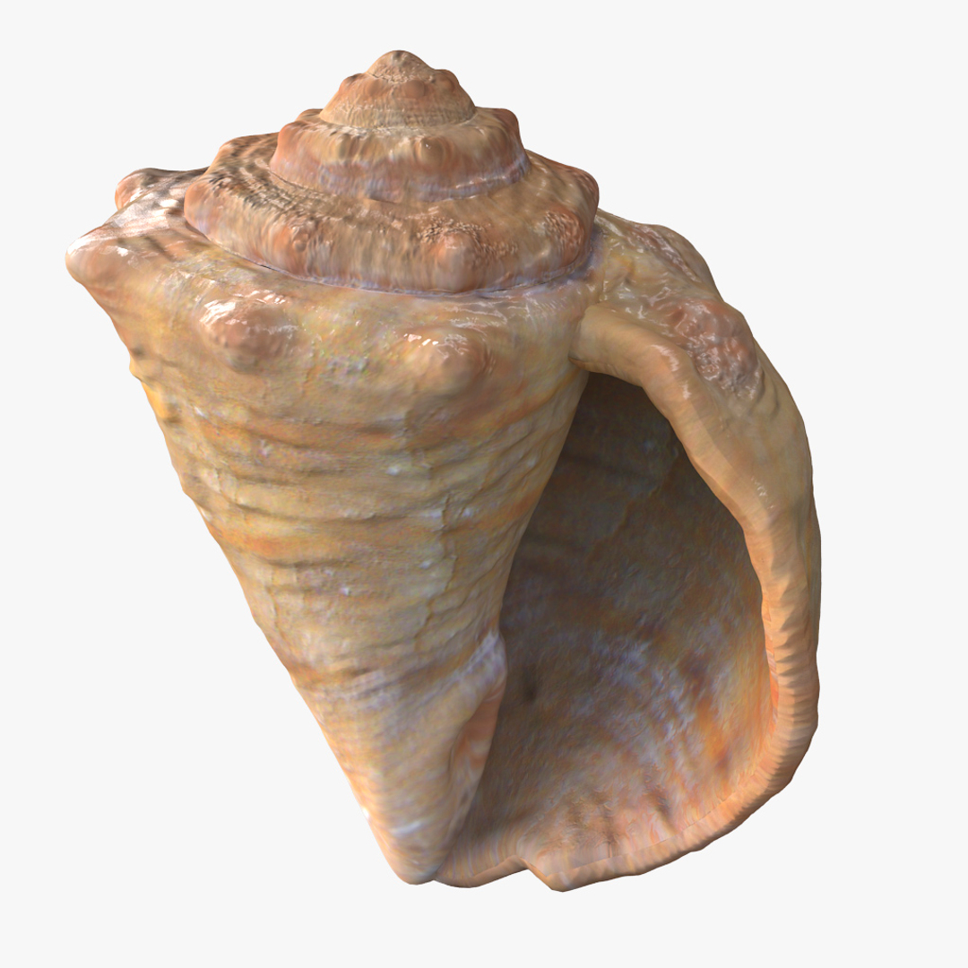 3D shell model | 1147184 | TurboSquid