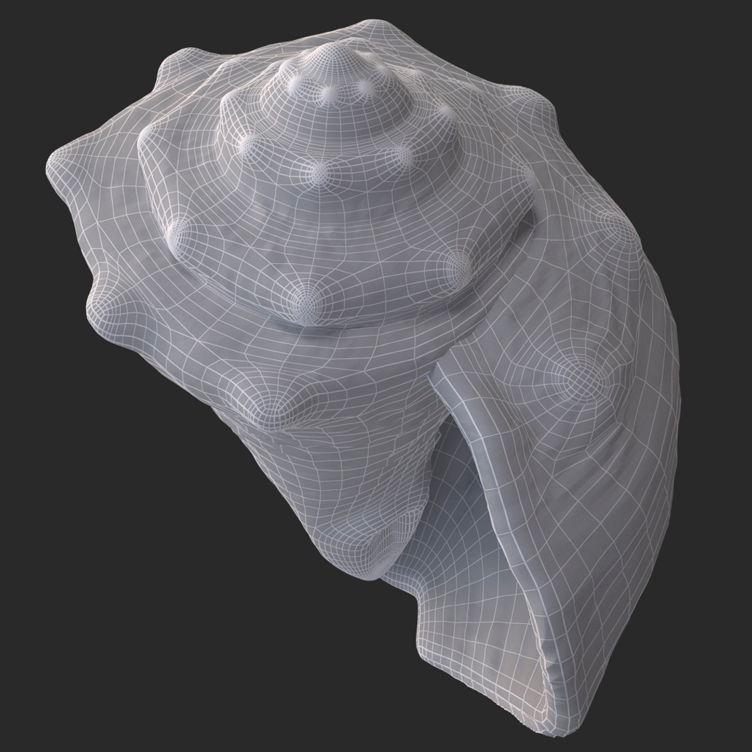 3D shell model | 1147184 | TurboSquid