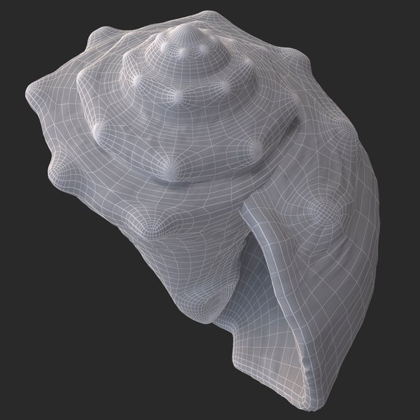 3D shell model | 1147184 | TurboSquid