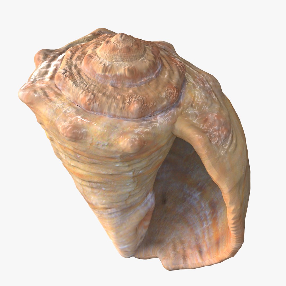 3D Shell Model | 1147184 | TurboSquid