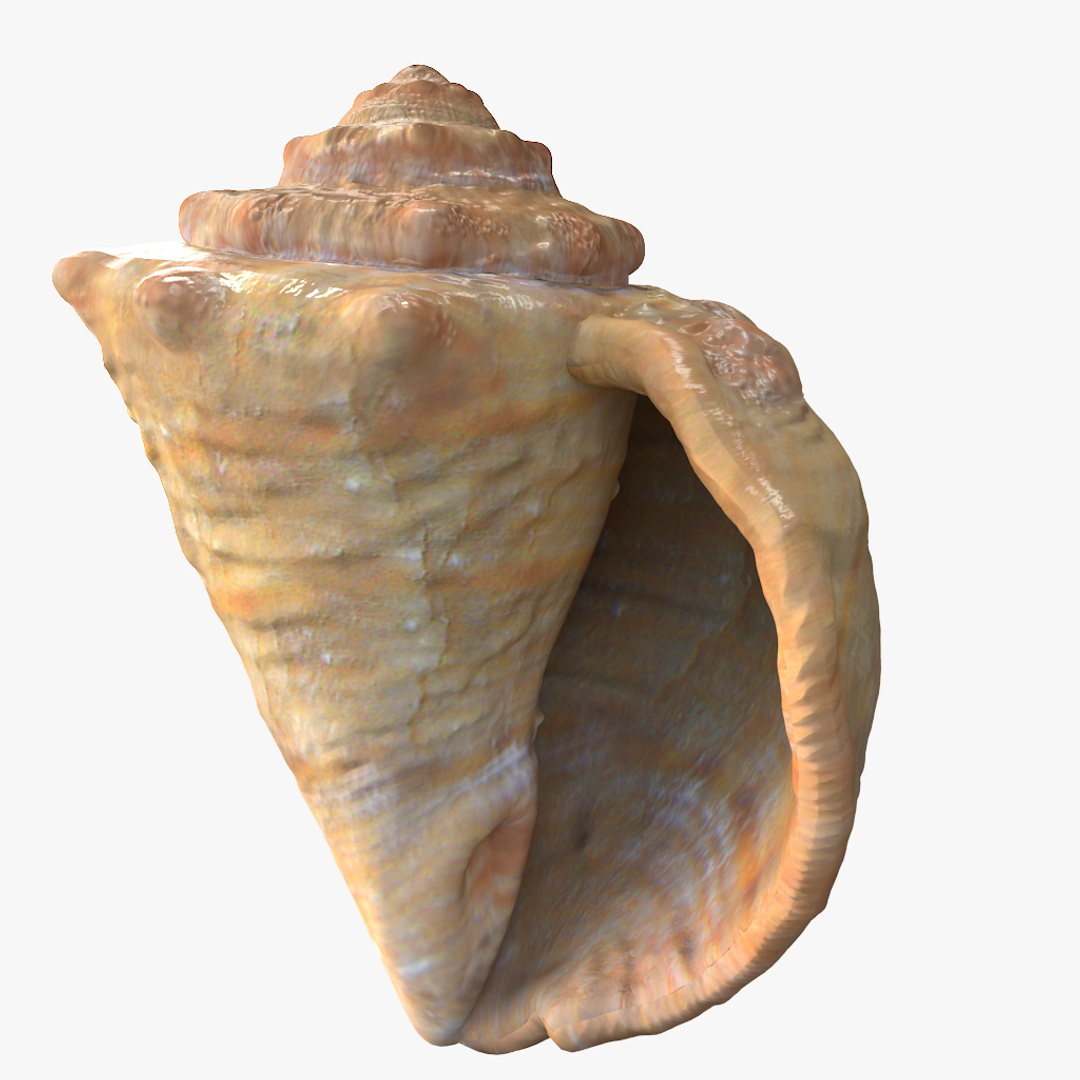 3D shell model | 1147184 | TurboSquid