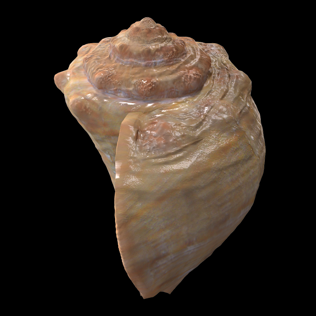 3D shell model | 1147184 | TurboSquid