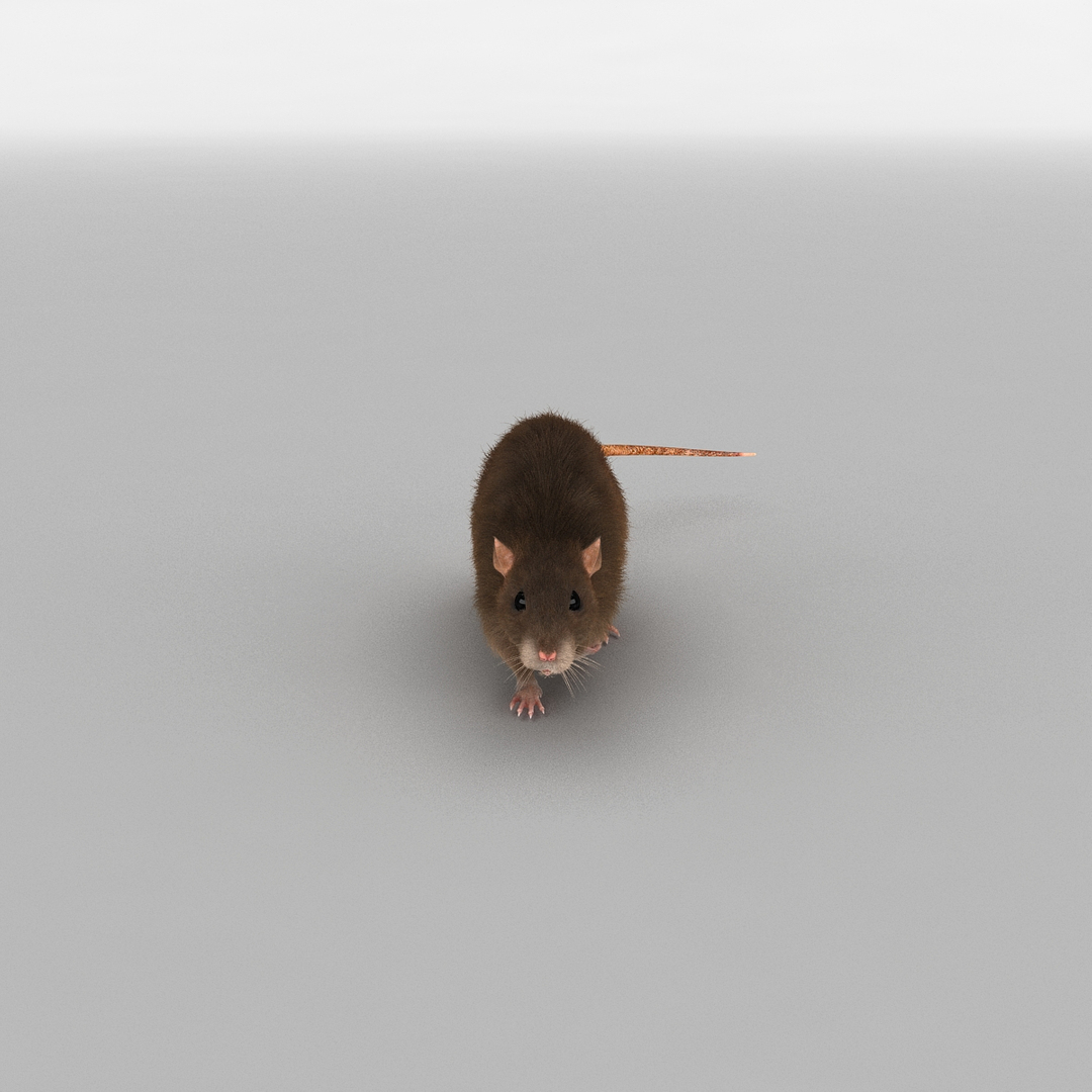 Rat Pose 4 Fur 3d Model