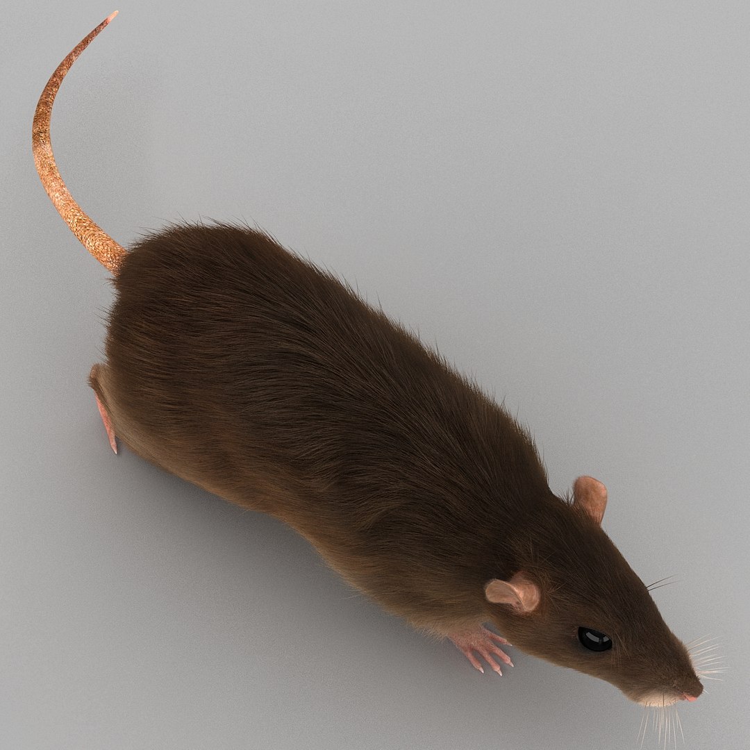 Rat Pose 4 Fur 3d Model