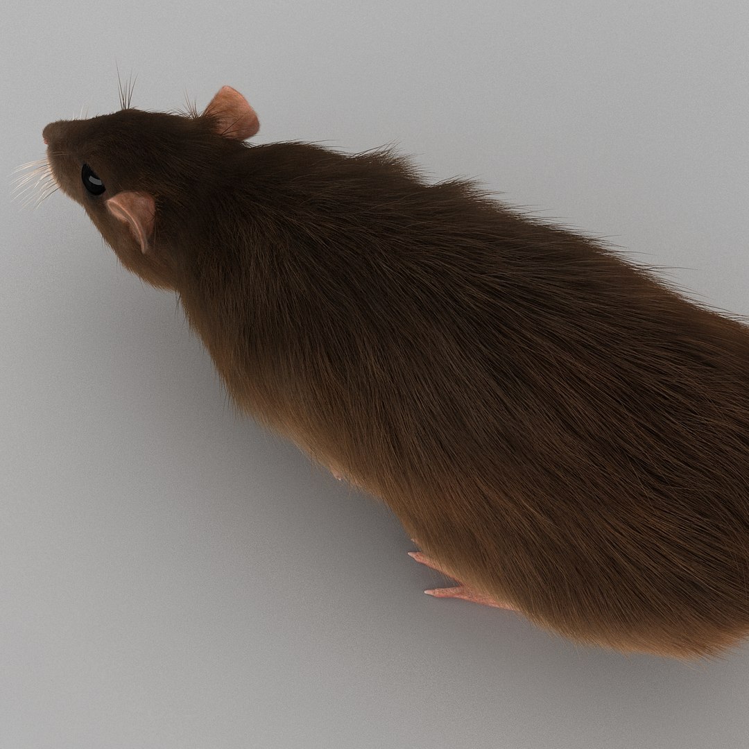 Rat Pose 4 Fur 3d Model