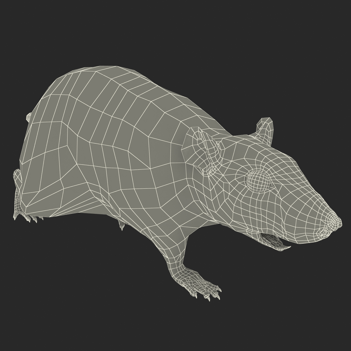 rat pose 4 fur 3d model