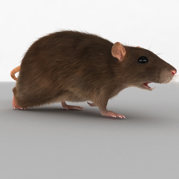 rat pose 4 fur 3d model