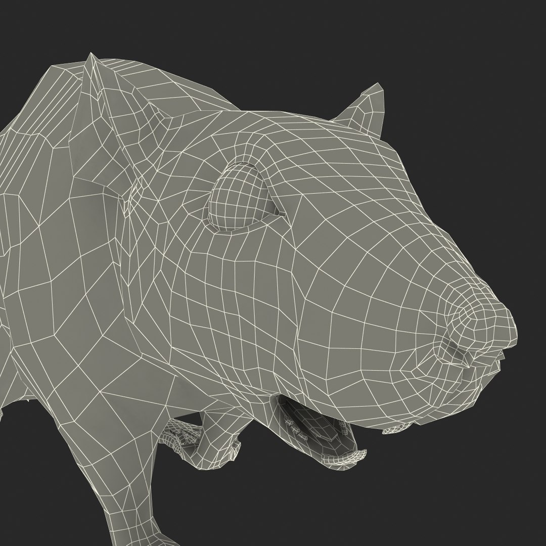 Rat Pose 4 Fur 3d Model