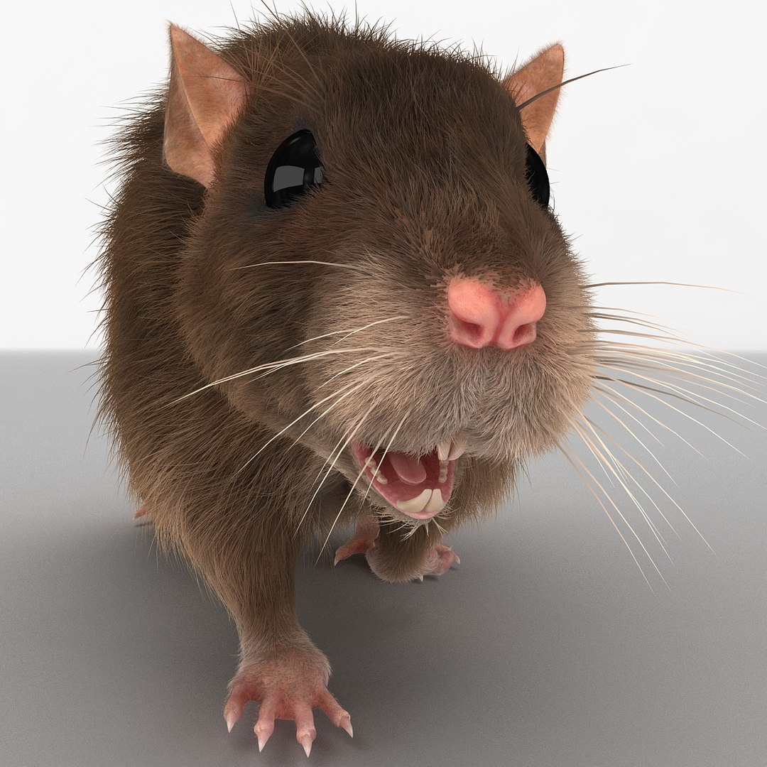 Rat Pose 4 Fur 3d Model