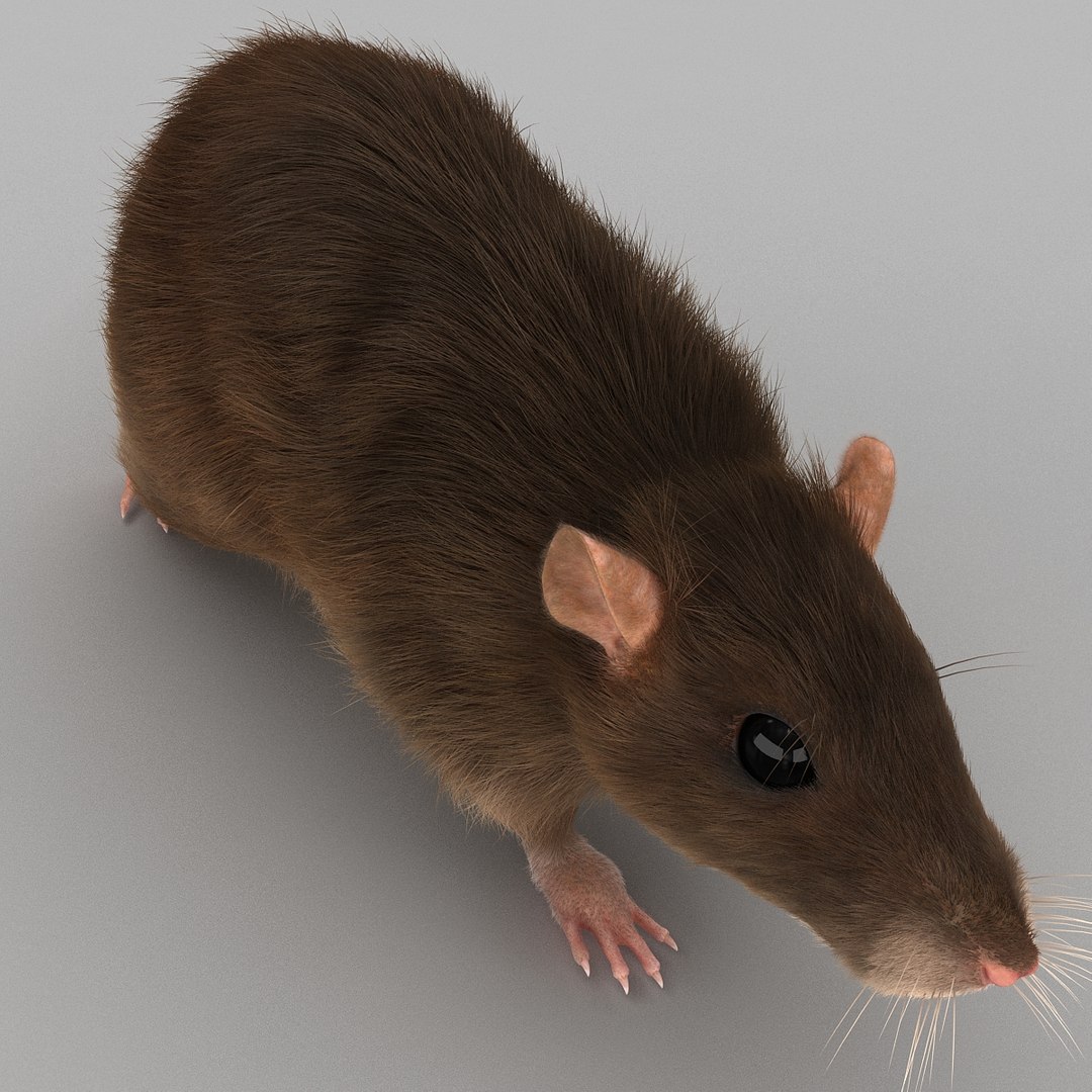 Rat Pose 4 Fur 3d Model