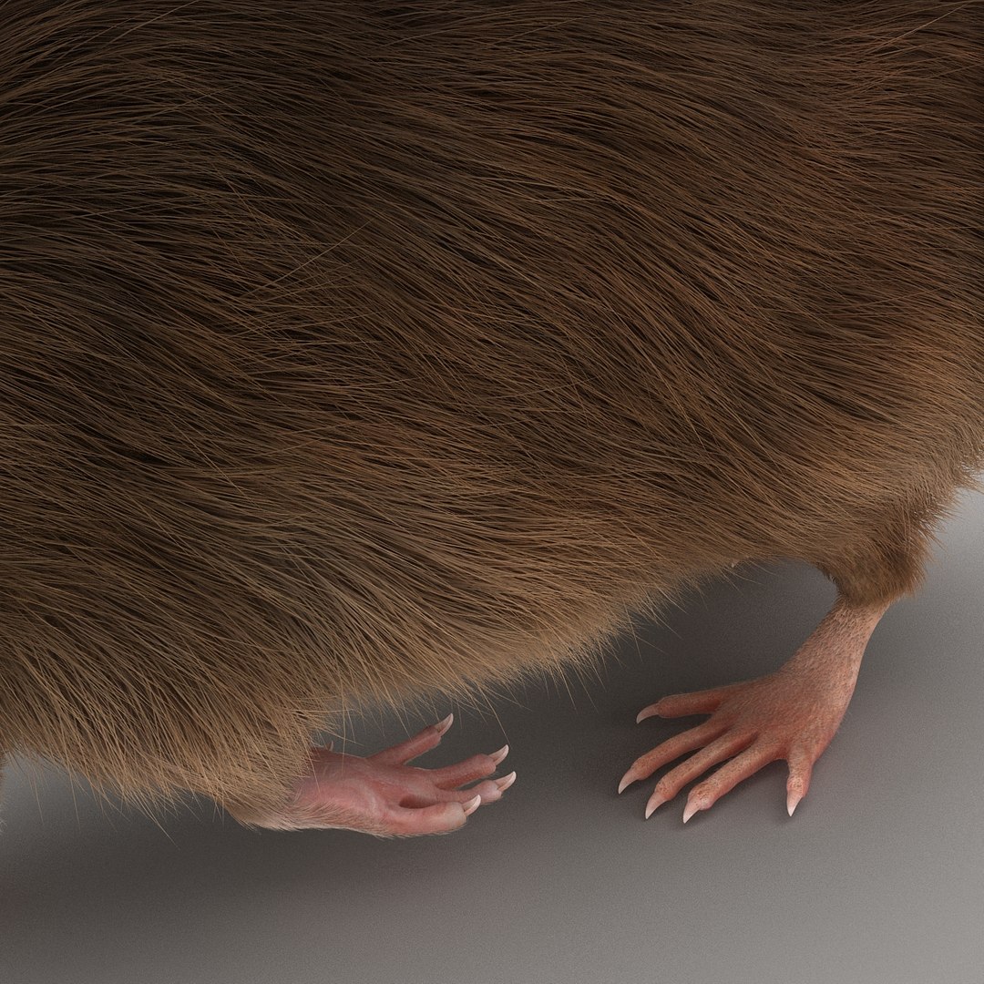 Rat Pose 4 Fur 3d Model