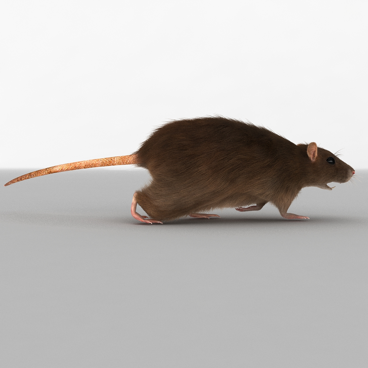rat pose 4 fur 3d model