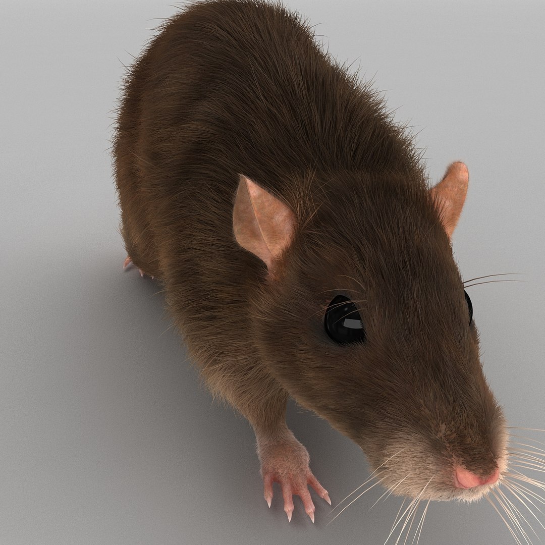 Rat Pose 4 Fur 3d Model