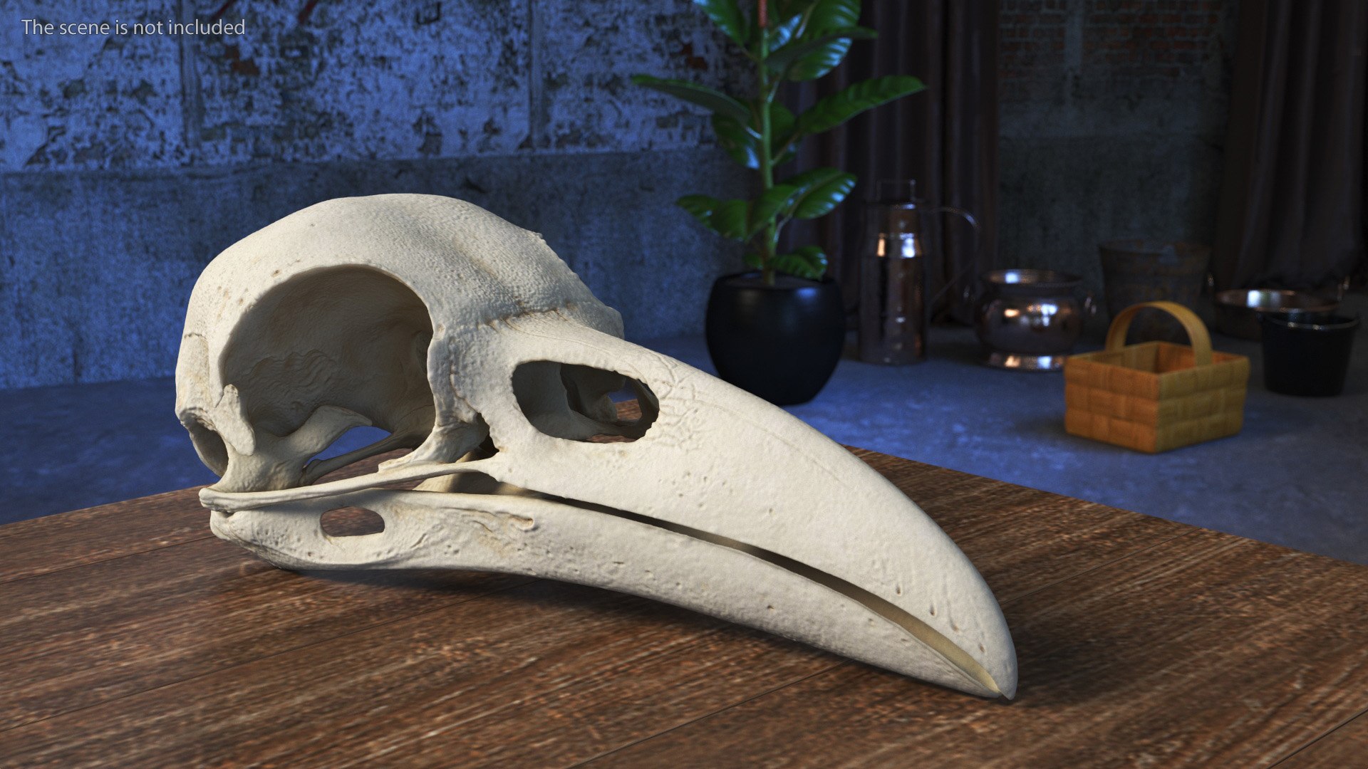 Crow Raven Skull Anatomy Model Clean 3D Model - TurboSquid 2371505
