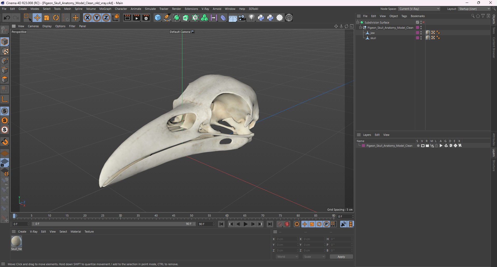 Crow Raven Skull Anatomy Model Clean 3D Model - TurboSquid 2371505