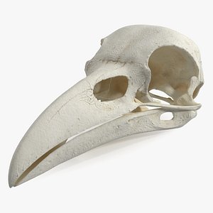 3D Crow Models - Browse & Download Formats - TurboSquid