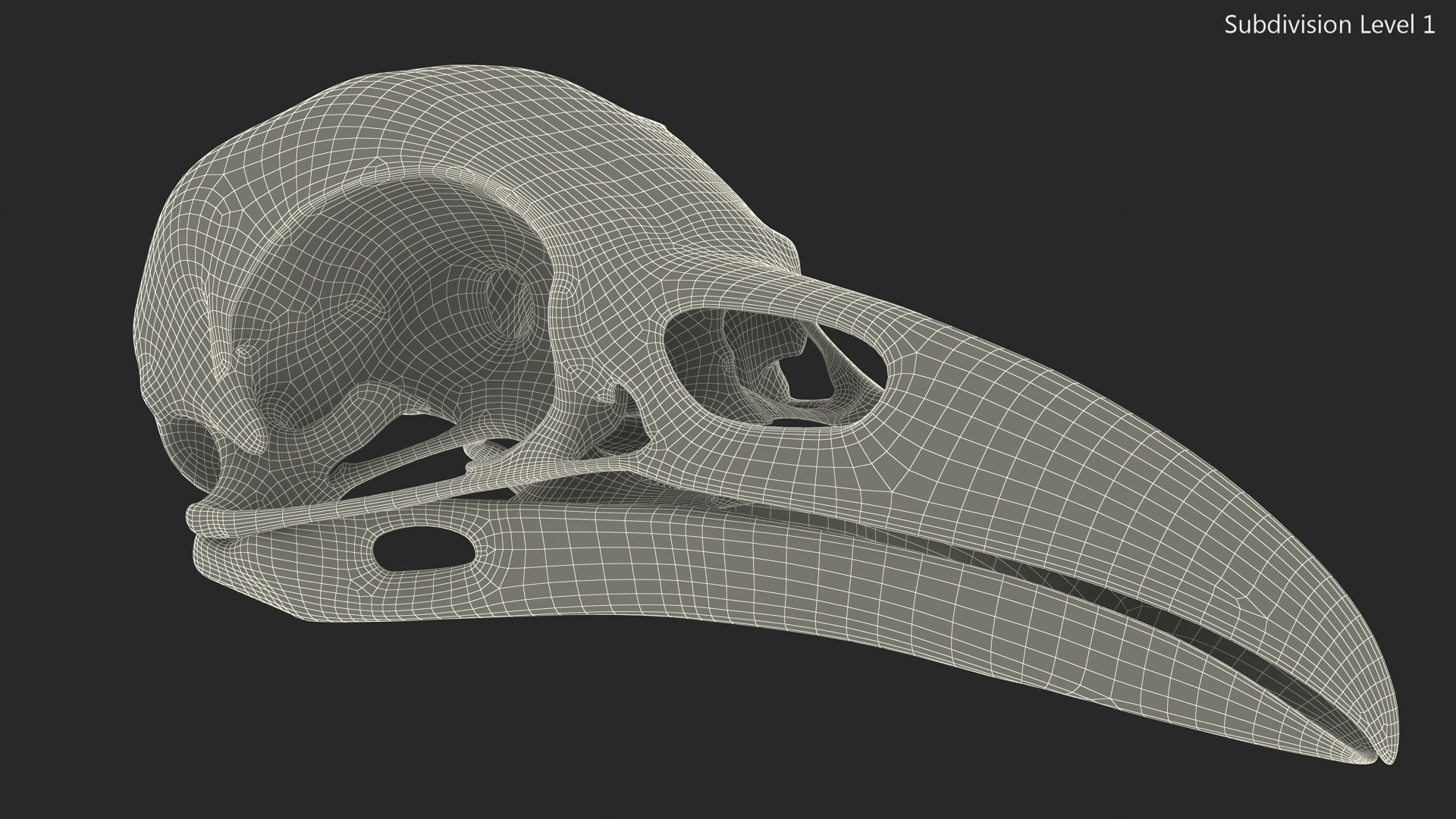 Crow Raven Skull Anatomy Model Clean 3D Model - TurboSquid 2371505