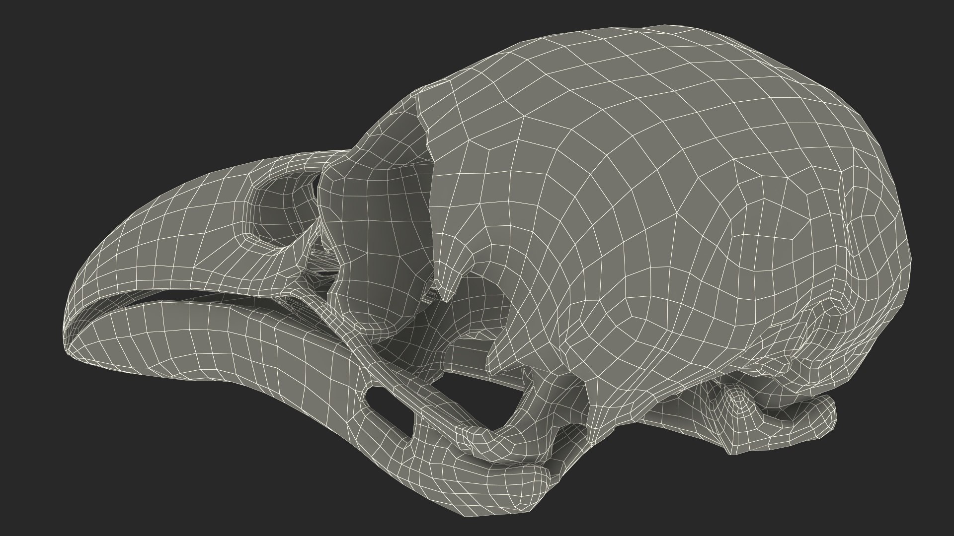 Crow Raven Skull Anatomy Model Clean 3D Model - TurboSquid 2371505