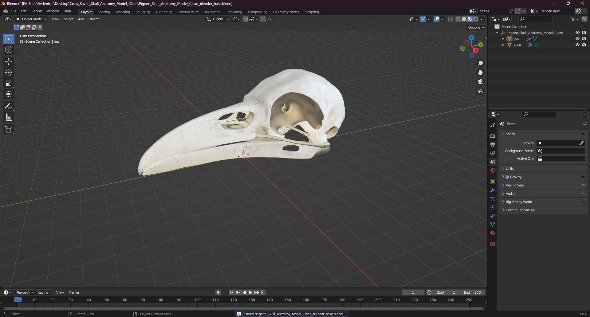 Crow Raven Skull Anatomy Model Clean 3D Model - TurboSquid 2371505