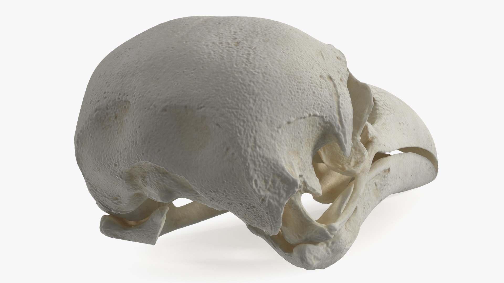 Crow Raven Skull Anatomy Model Clean 3D Model - TurboSquid 2371505