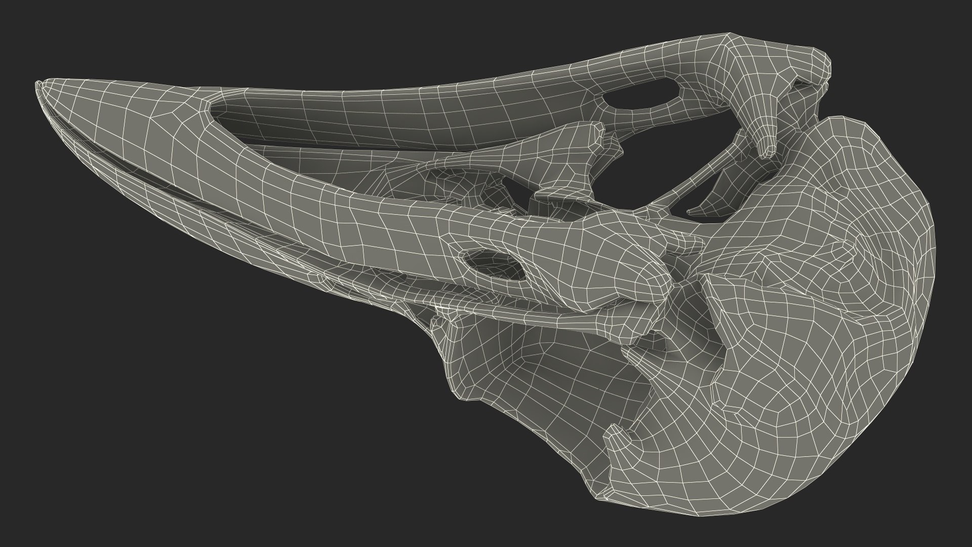 Crow Raven Skull Anatomy Model Clean 3D Model - TurboSquid 2371505