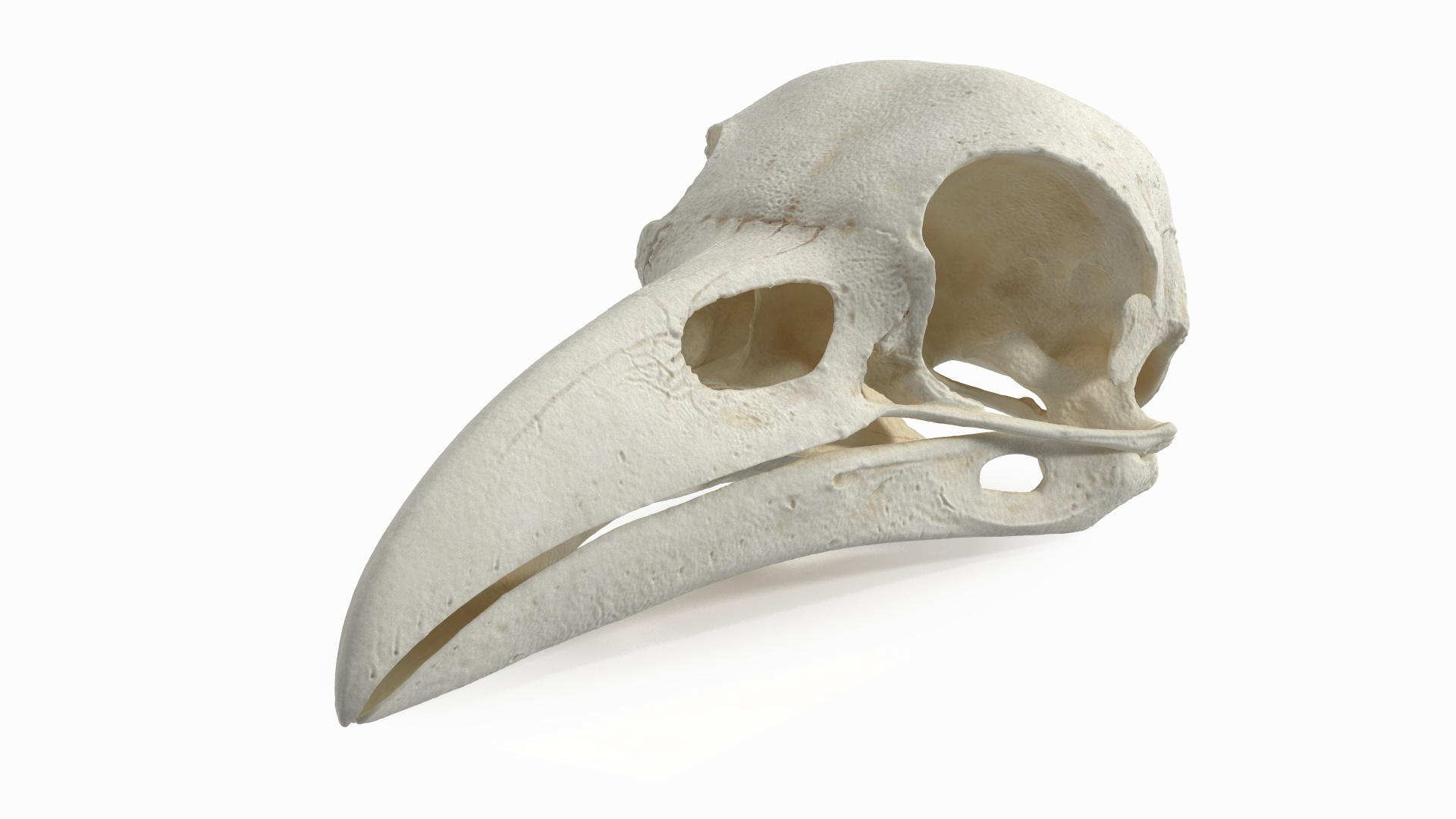 Crow Raven Skull Anatomy Model Clean 3D Model - TurboSquid 2371505