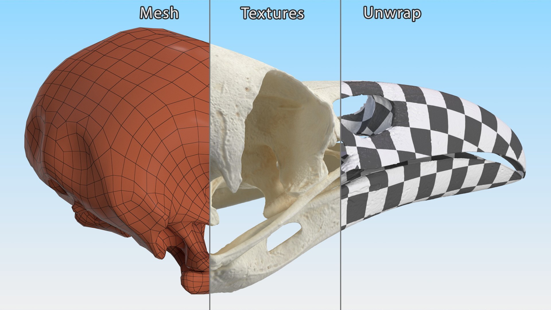 Crow Raven Skull Anatomy Model Clean 3D Model - TurboSquid 2371505